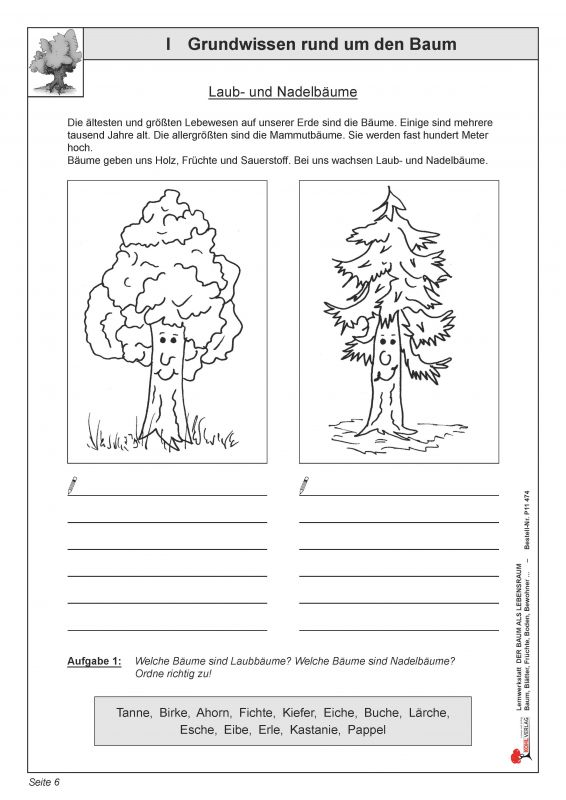 Arbeitsblätter zum Thema: Grundwissen rund um den Baum
